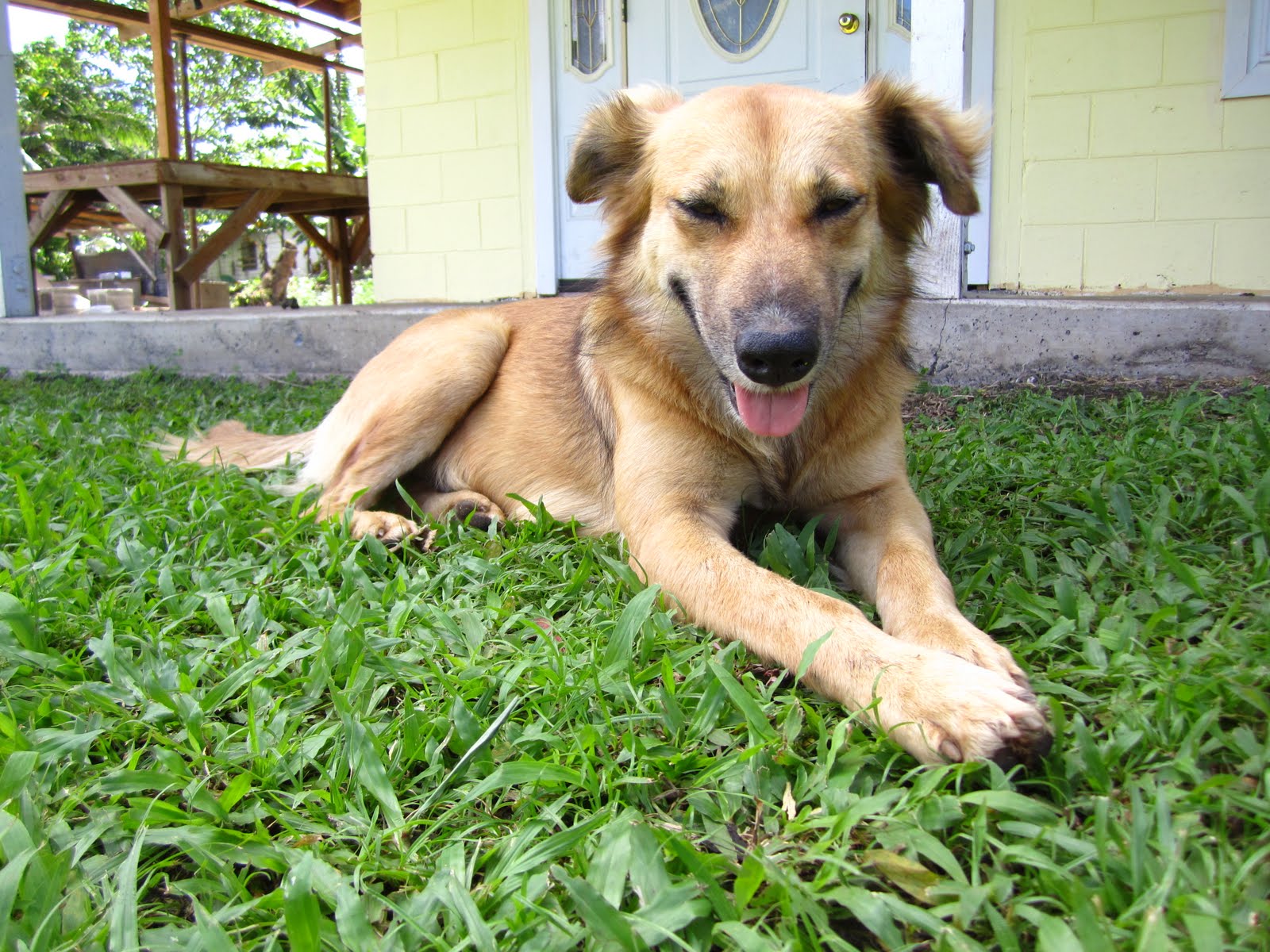 Quinn in American Samoa: A picturesque update