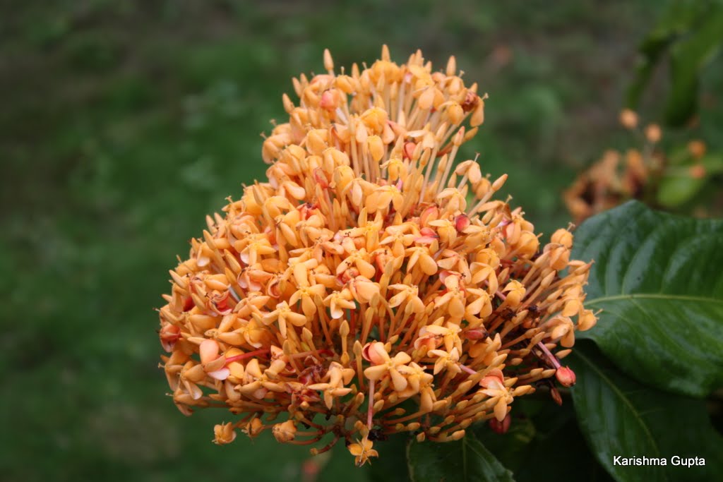 Karishma's Corner: Some flora and fauna that I shot in Coorg