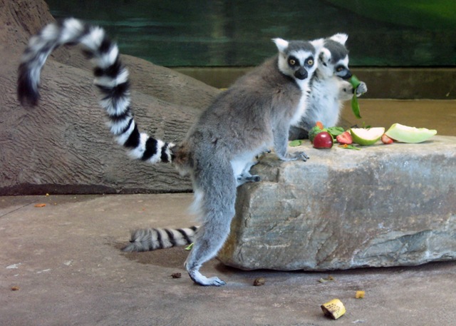 Funny Animals: Funny Lemur