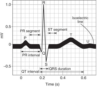 ECG waves, their meaning and normal duration.