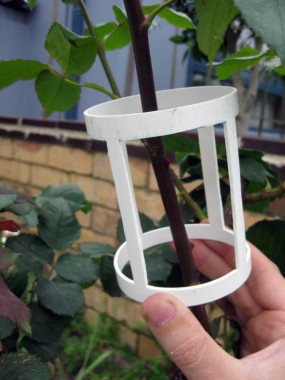 The Night Gardener: Air Layering: First Attempt