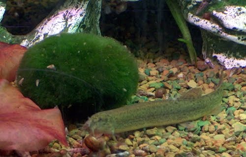 Pasiunea Pescuitului: Tiparul