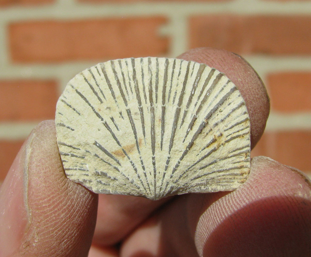 Views of the Mahantango: Orthostrophia strophomenoides brachiopod from ...