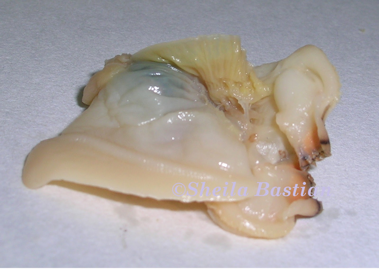 Science Magazine: EXTERNAL AND INTERNAL FEATURES OF A CLAM