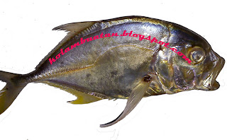 Memancing: Memancing GT (gebur)