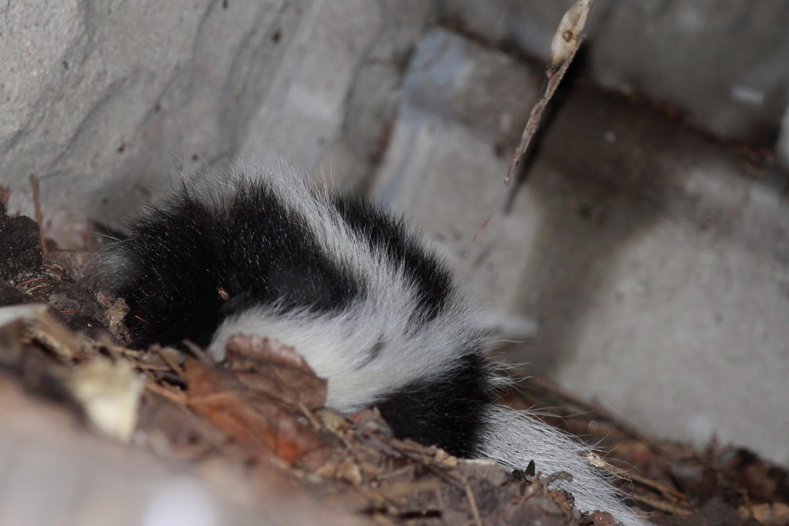 Rob and the Animals: Sunday with the Skunks