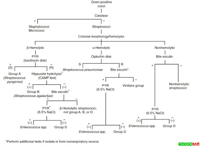 21 Inspirational Microbiology Unknown Flow Chart