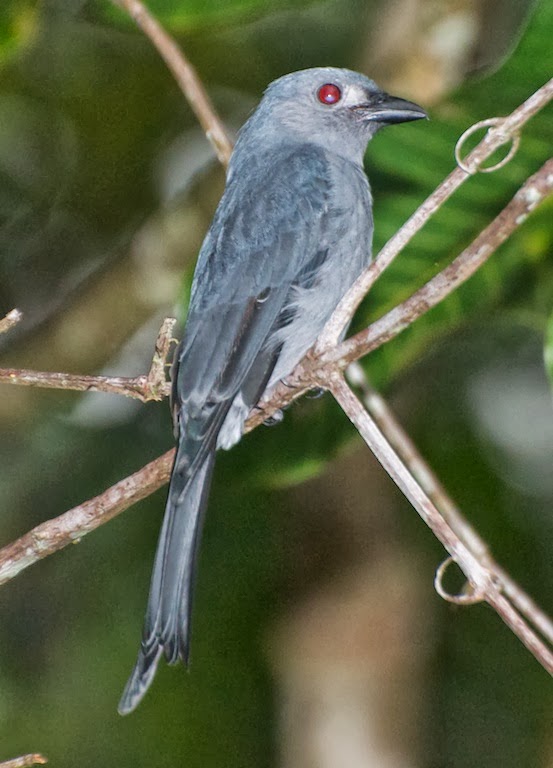 A Wandering Naturalist: Sarawak: A Borneo Highlands Nature Festival