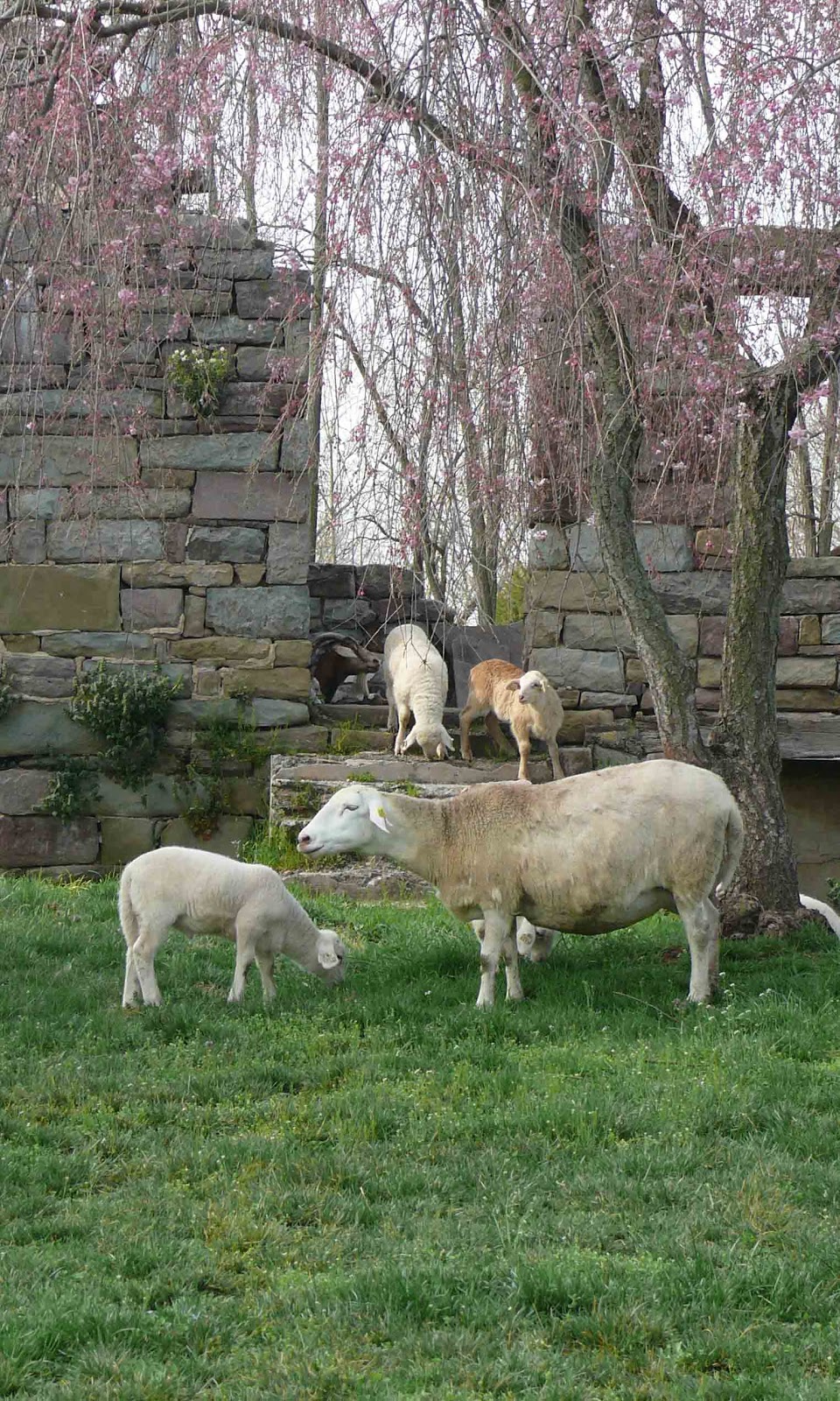 Whitmore Farm: Rotational grazing