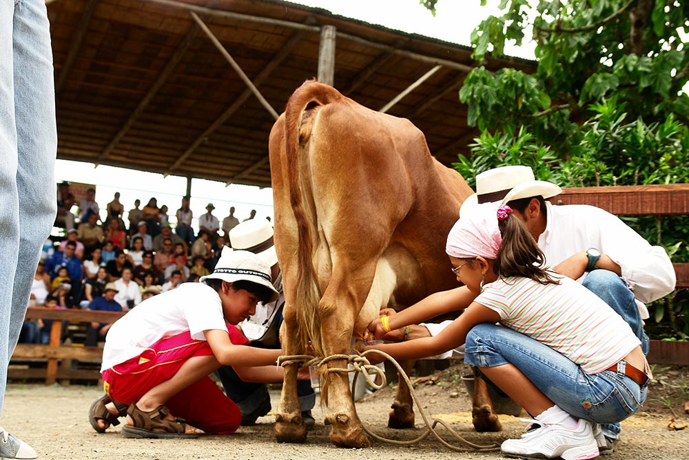 Conozcamos El Quindio: Panaca