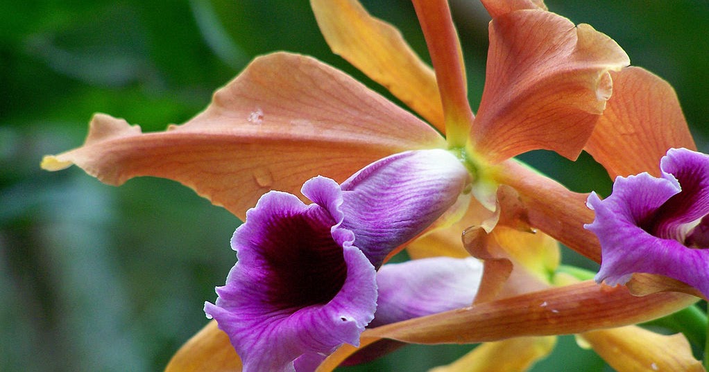 Cattleya tenebrosa care and culture | Travaldo's blog