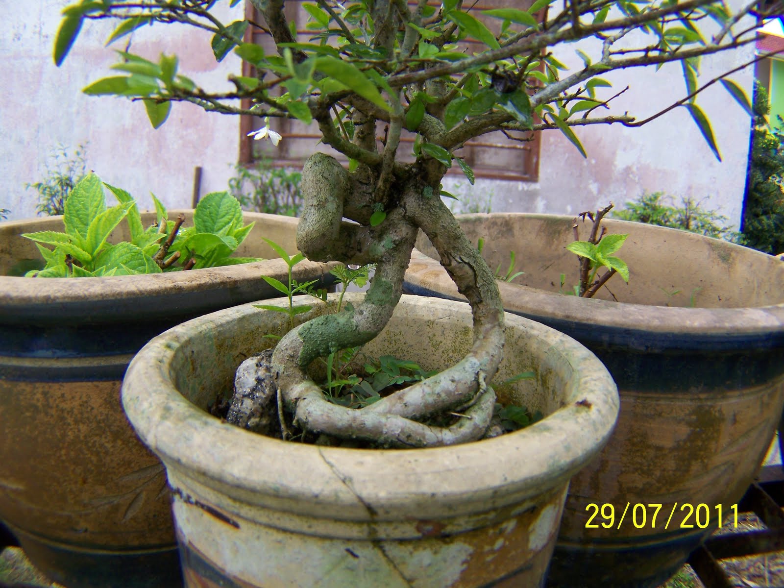 de RK Eco Gallery: Koleksi bonsai