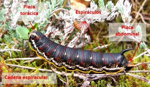 Mariposas y orugas (Volvoretas e eirugas): La oruga es bella ...