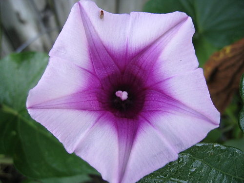 GetawayMoments: Sweet Potato Flowers