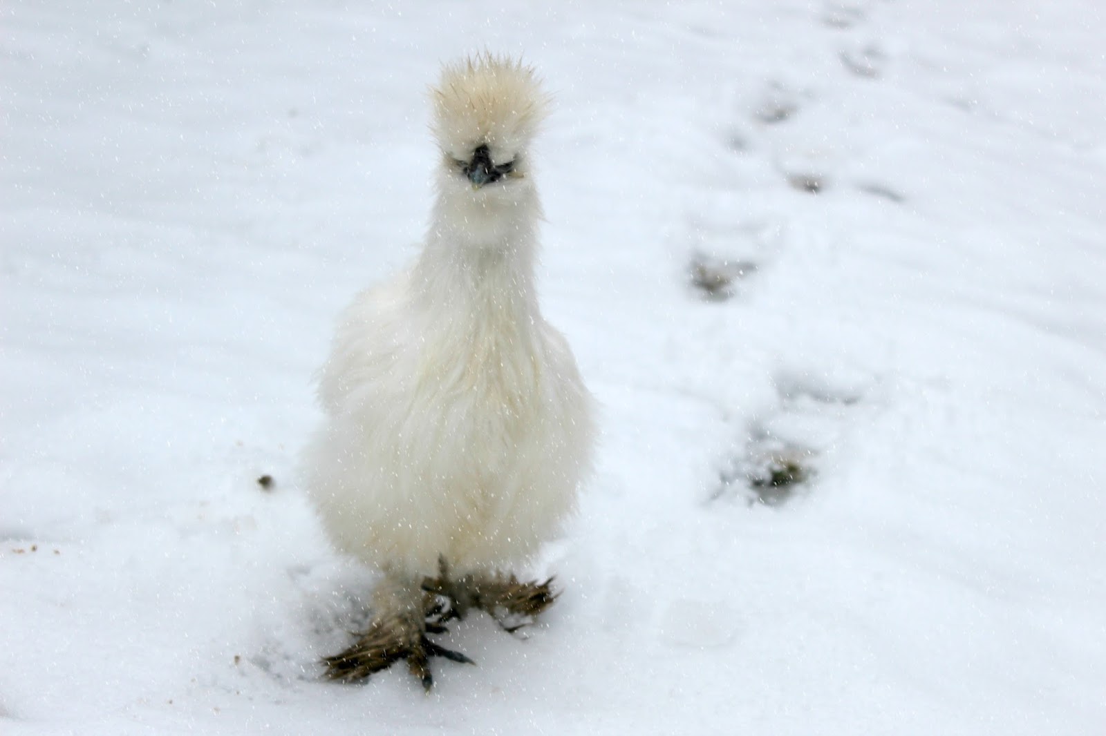 Blue Hollow's Homestead Holidays- Winter Chicken Care