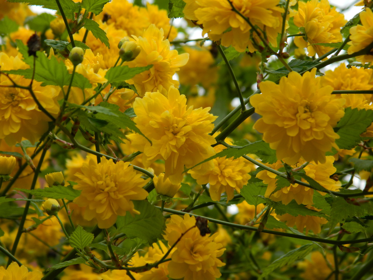 LA MULTI ANI, ROMANIA!: Tufa cu multe flori galbene