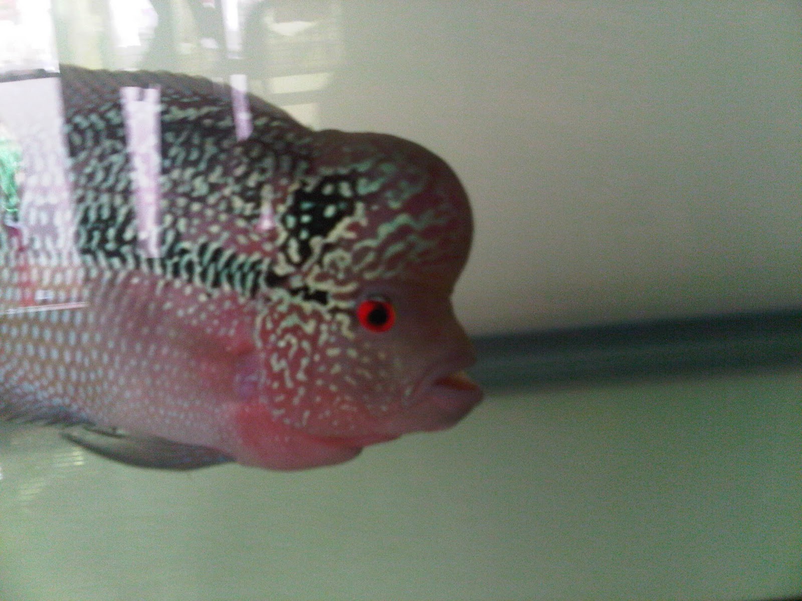 Flowerhorn The Hybrid Cichlids: Louhan Jenong