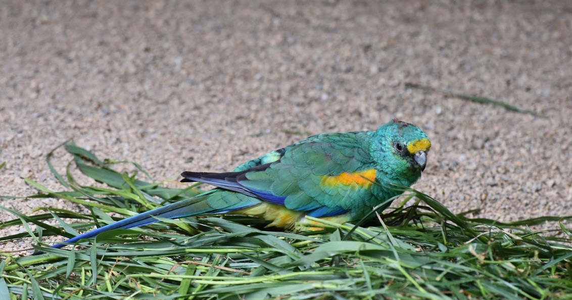 ZOOTOGRAFIANDO (MI COLECCIÓN DE FOTOS DE ANIMALES): PERICO VARIADO O ...