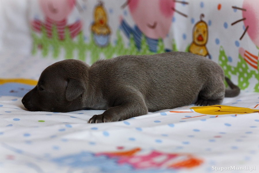 Stupor Mundi XARA GOLD LADY