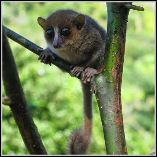 Beszamel i spółka bez ograniczeń: Lemurki - Cheirogaleidae. Rodzaj ...
