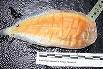 Artes de Pesca: ACTINOPTERYGII