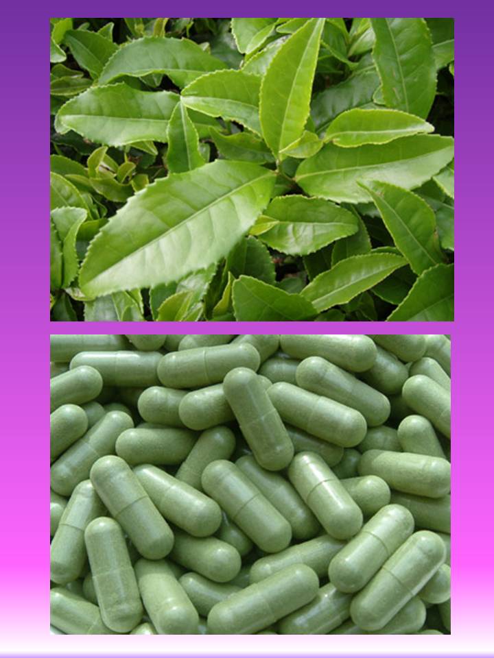 Mis cosas y Algo más...: El TÉ - Planta Magica y Medicinal