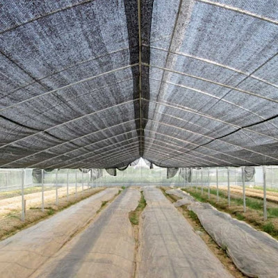 Cara Memasang Paranet Dengan Benar