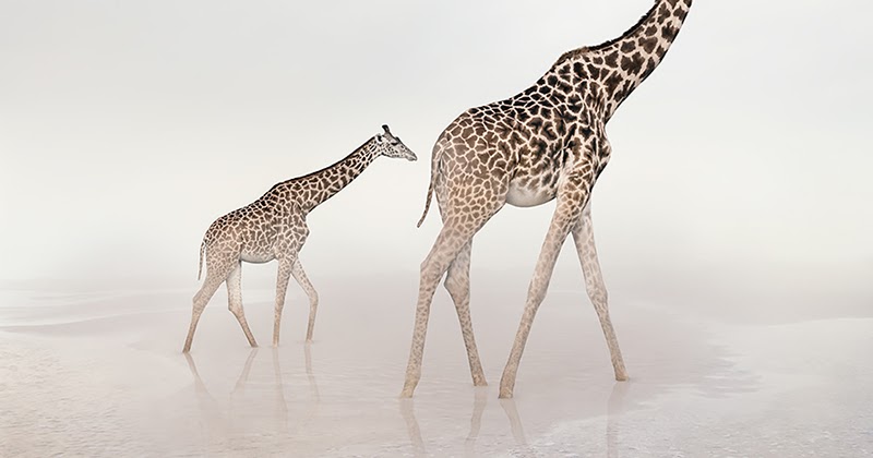 Curating the Unseen: Featured Photographer: Alice Zilbergerg