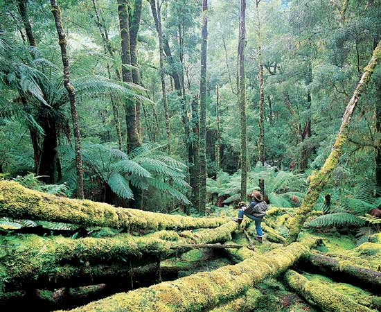 Tasmanian Wilderness (Australia) - Attractive World Heritage Area
