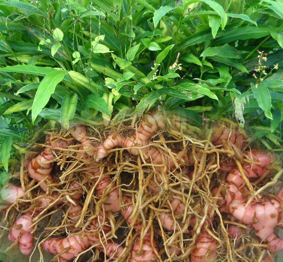 Manfaat Lengkuas Bagi Kesehatan dan Cara Meracik Ramuan - Dapur Herbal