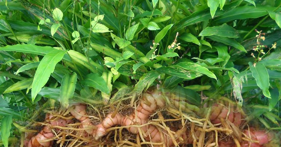 Manfaat Lengkuas Bagi Kesehatan dan Cara Meracik Ramuan - Dapur Herbal