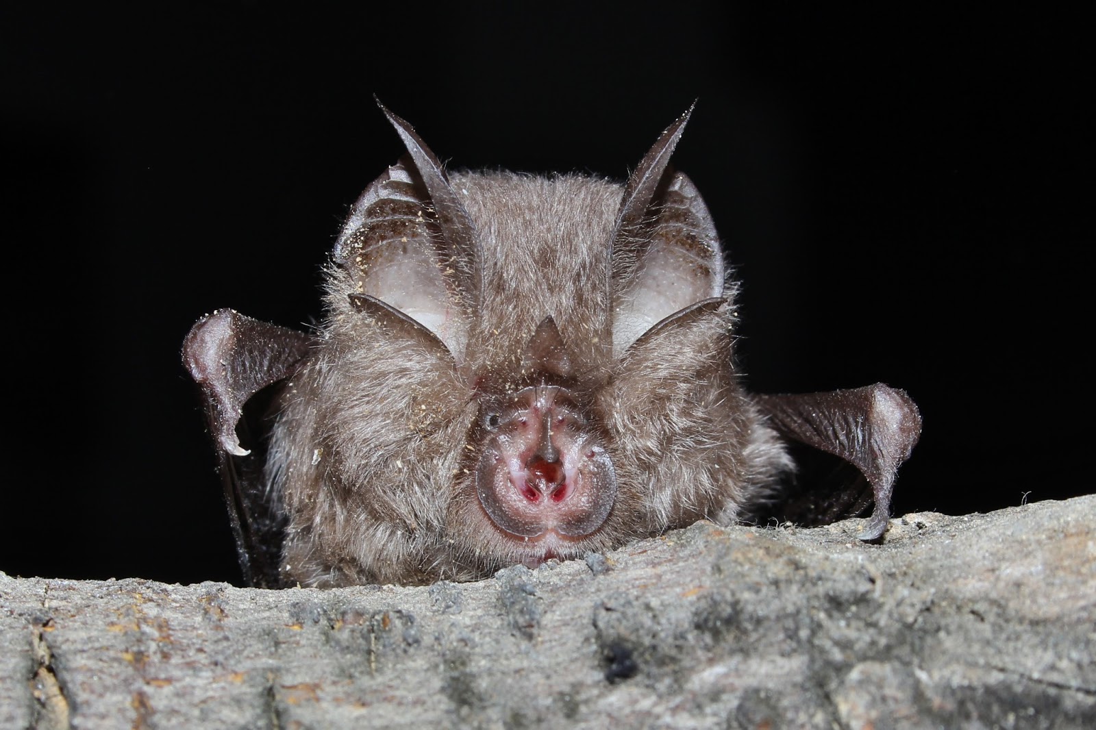 Mammals of Cyprus - Τα θηλαστικά της Κύπρου by George Konstantinou: The ...