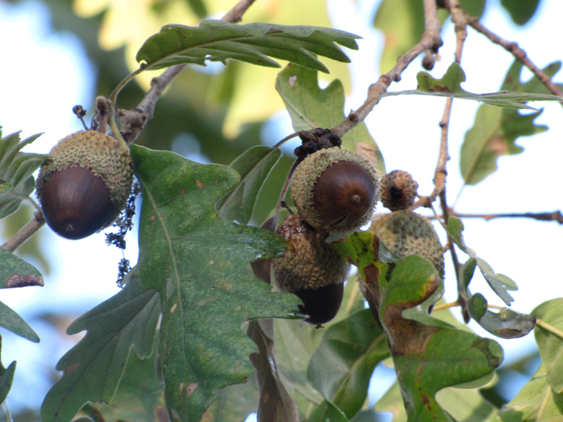 Entre Jaras y Pedreras: BELLOTAS Y BELLOTEROS