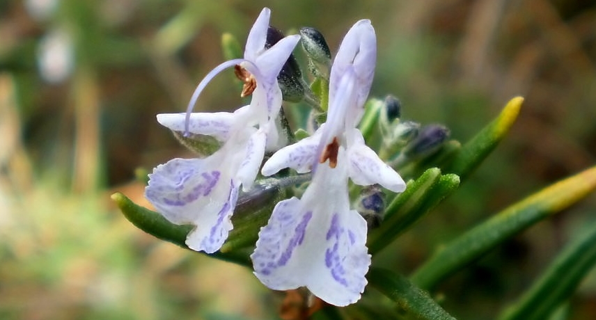NATURA VIVA: FLOR DE ROMANÍ I POEMA