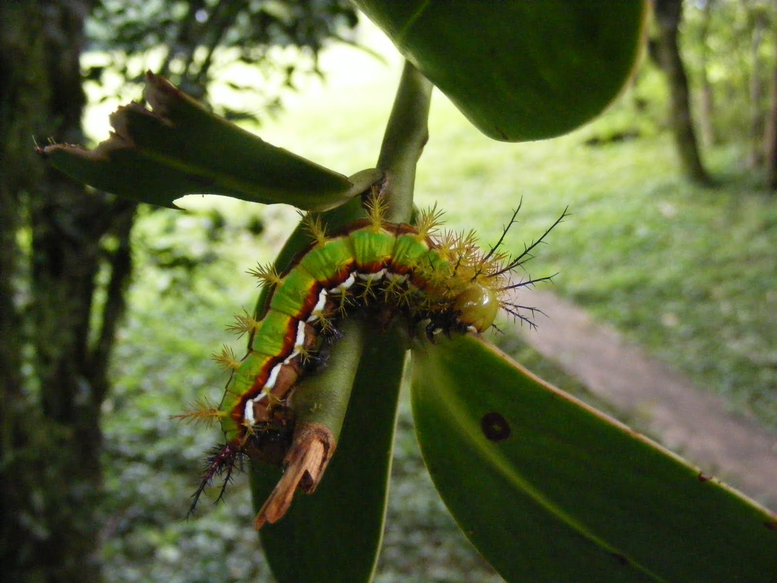 Caterpillar of the day: Automeris sp. | Caterpillar Eyespots