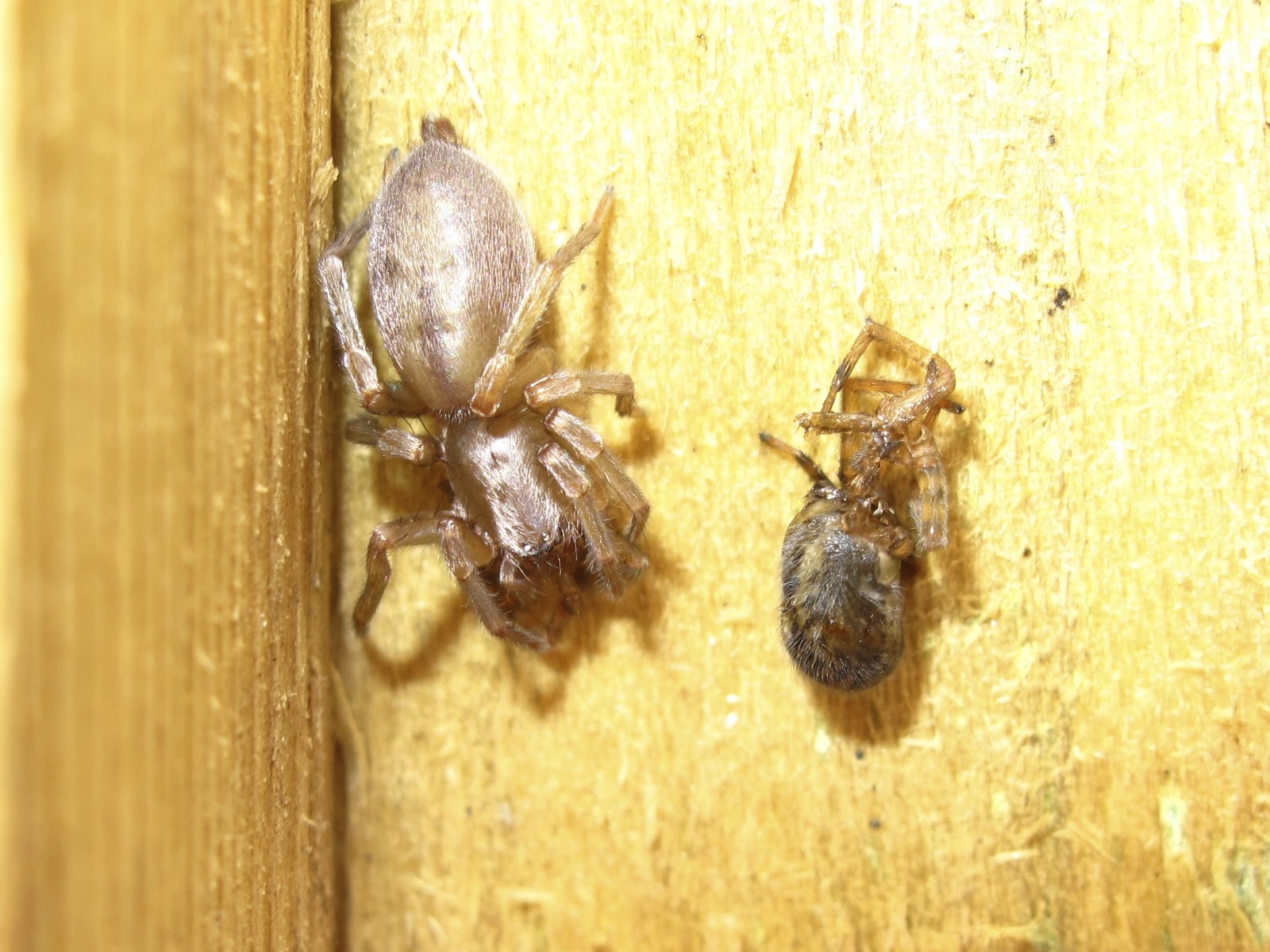 BugBlog: Clubionidae: Sac spiders