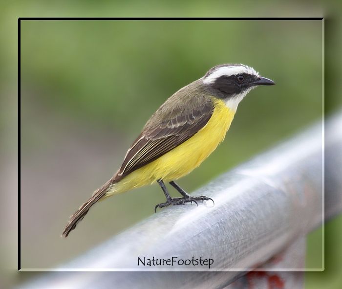 NatureFootstep Birds in Costa_Rica: White-ringed Flycatcher - Conopias ...
