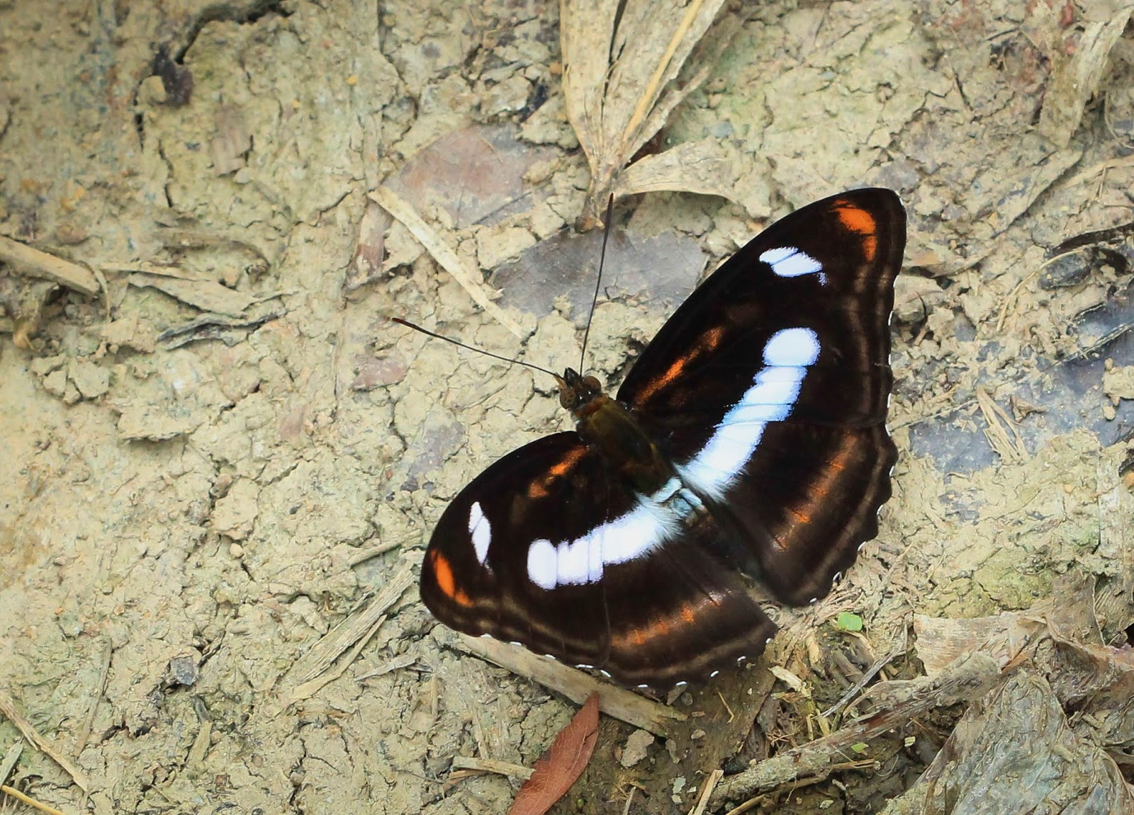 Butterflies of Vietnam: 48. Athyma cama camasa (The Orange Staff Sergeant)