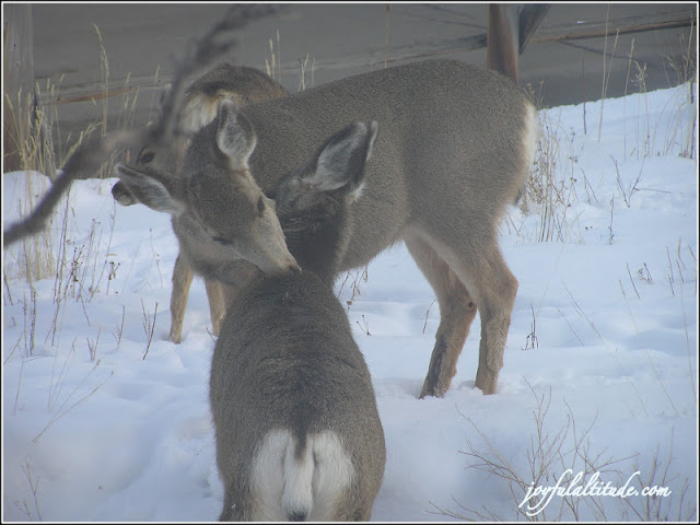 Joyful Altitude: Rural Thursday - Life on the Homestead
