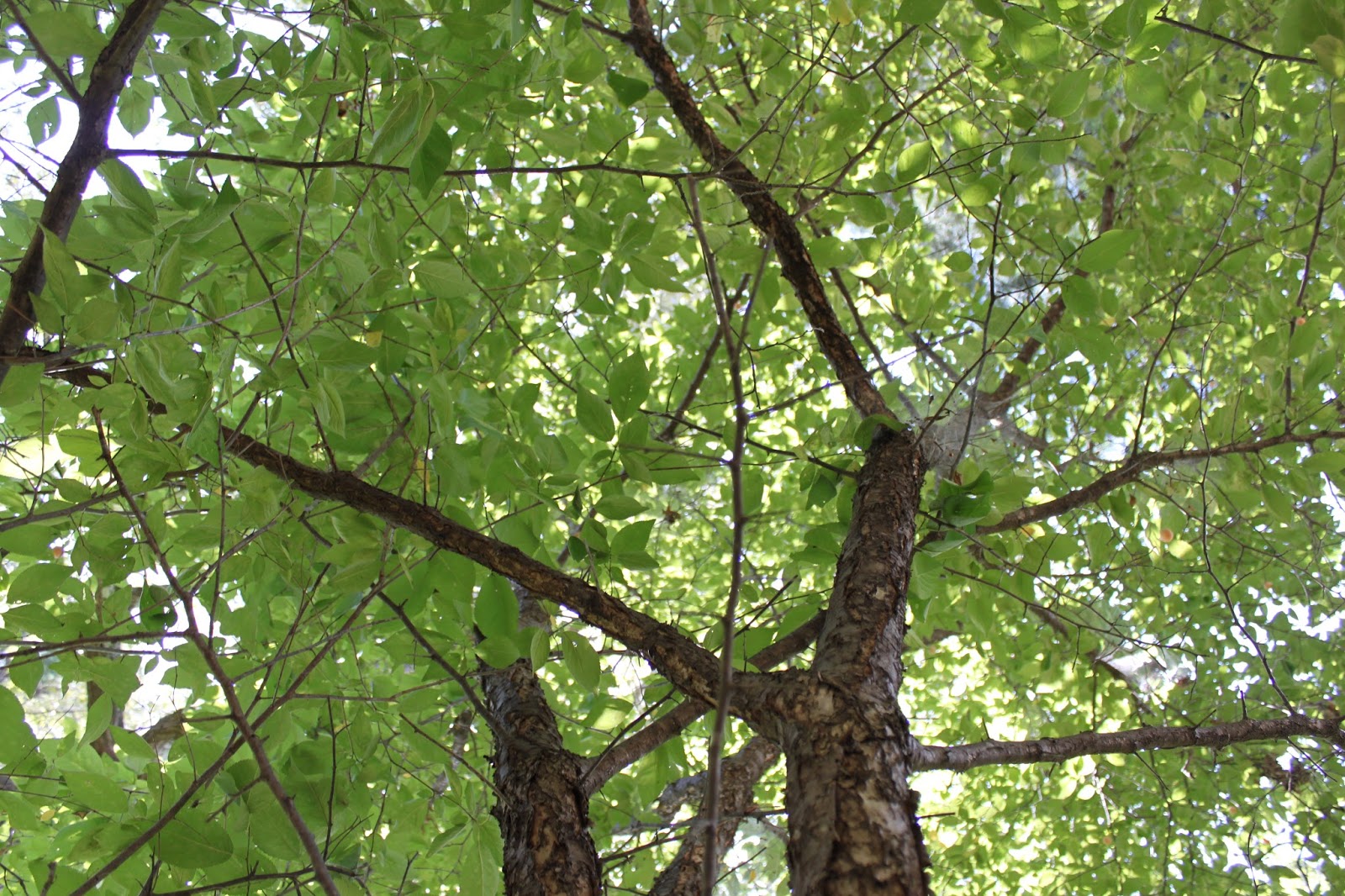 Centenary College Arboretum: Tree of the Week: Mexican Plum (Prunus ...