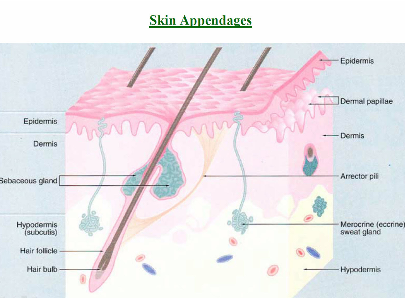 Dermpath Made Simple - Neoplastic: Introduction to skin histopathology