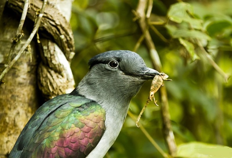 CUCKOO ROLLER BIRD photos - wallpapers | the fun bank