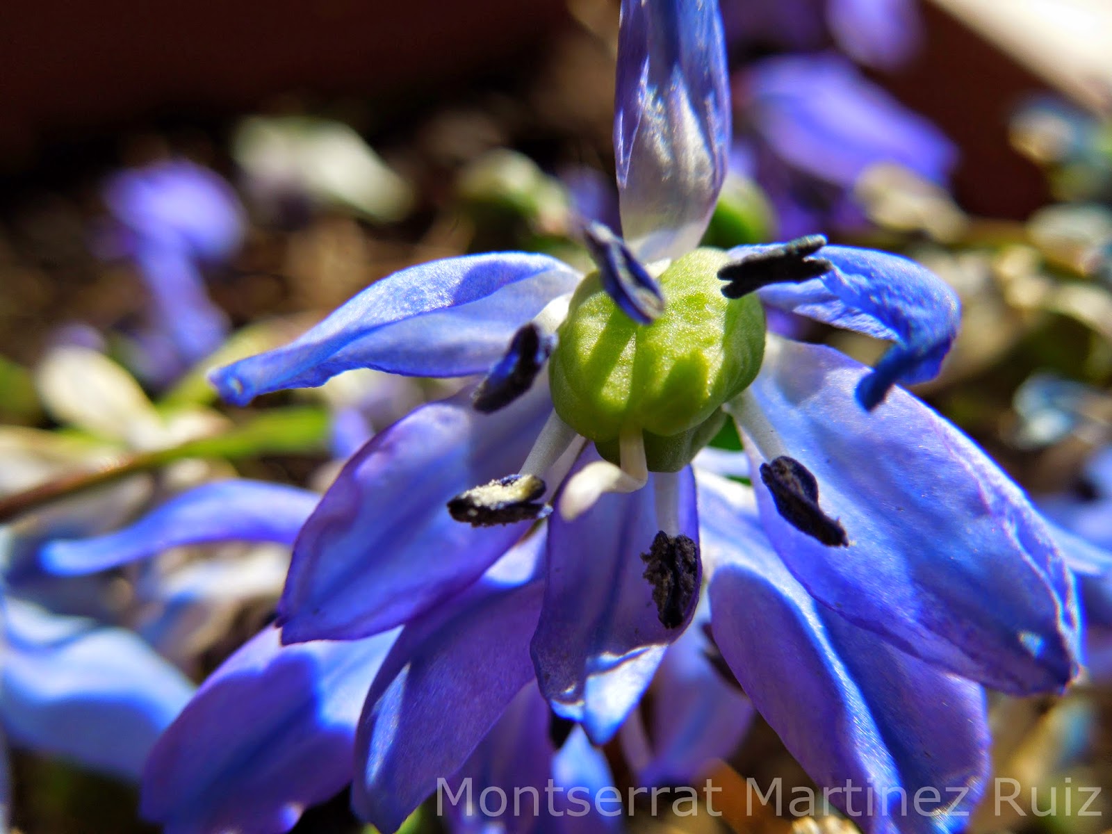ESCILA o SCILLA - BOTÀNIC SERRAT