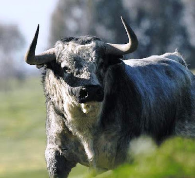 JORNADA TAURINA: PSICOLOGIA DEL TORO DE LIDIA