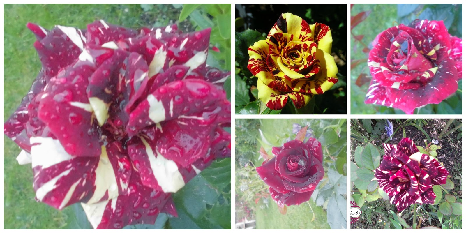 Beautés Florales : ROSES D'AUTOMNE