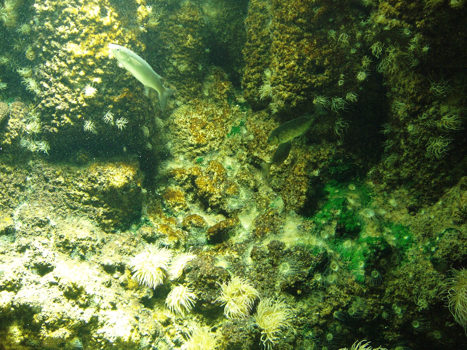 ΠΕΡΙΠΑΤΗΤΕΣ ΤΟΥ ΤΟΠΟΥ: ΕΝΥΔΡΕΙΟ ΚΡΗΤΗΣ CRETAQUARIUM