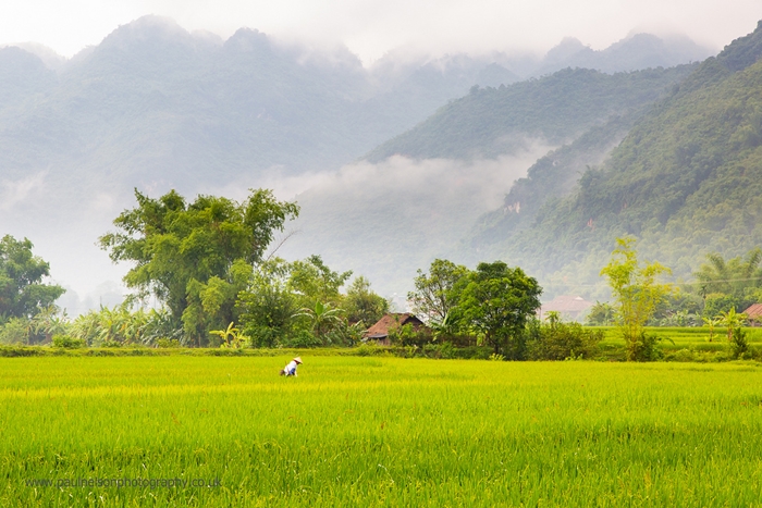 VĂN THƠ NHẠC: Cánh đồng lúa miền quê đẹp thơ mộng và yên bình đến lạ