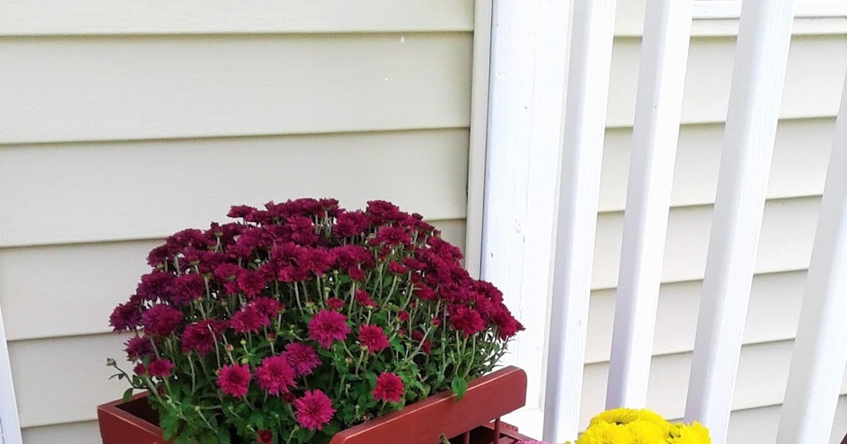 The Fall Porch & How to Over-Winter Mums