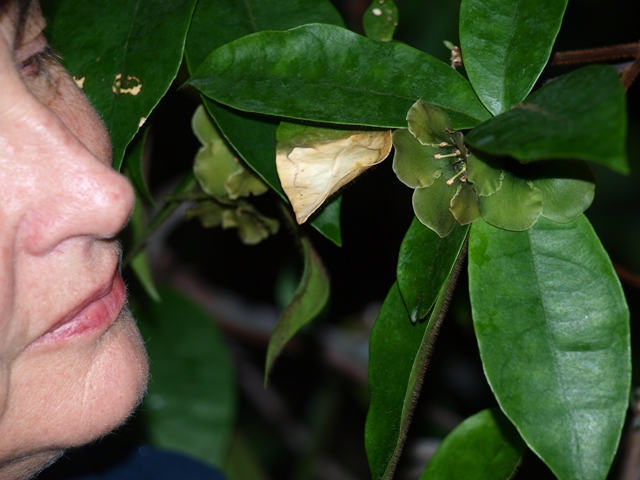 An Ancient Greek with smelly feet?