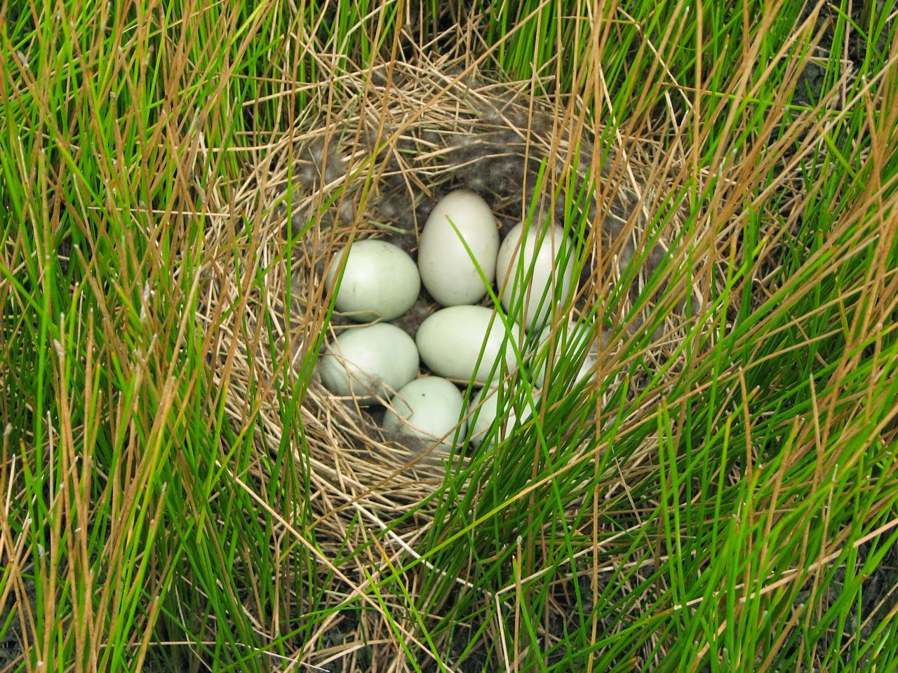 Su Kuşları Waterfowls : Boz Ördek